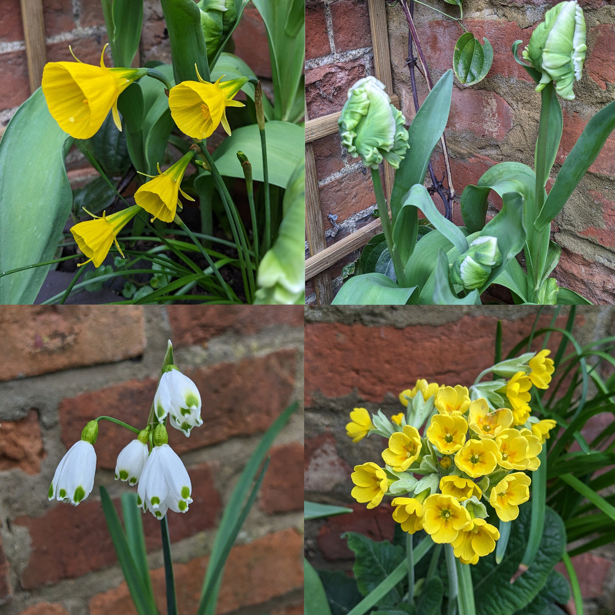 Buy me a bulb in 2025 – The Steady Thread